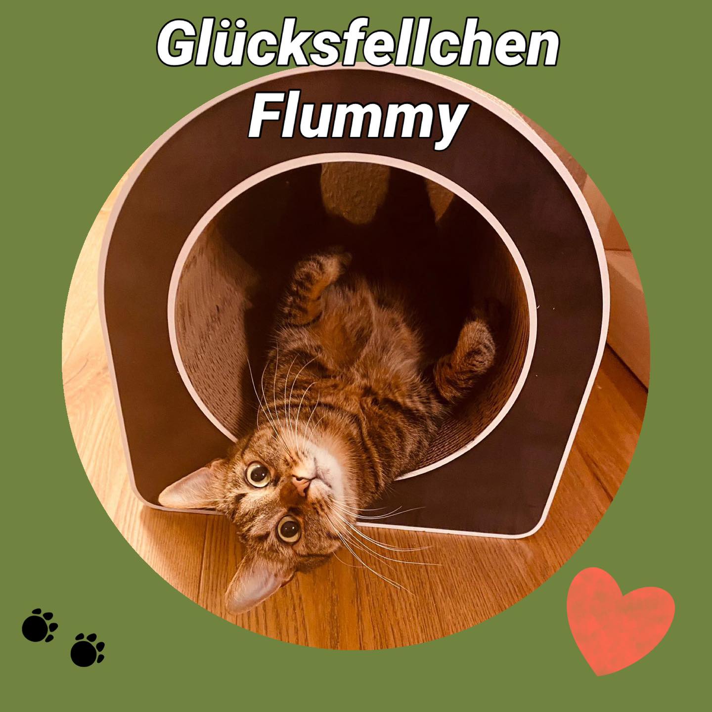 News vom 01.12.2024 - Glücksfellchen Flummy - Sieben-Katzenleben e.V.